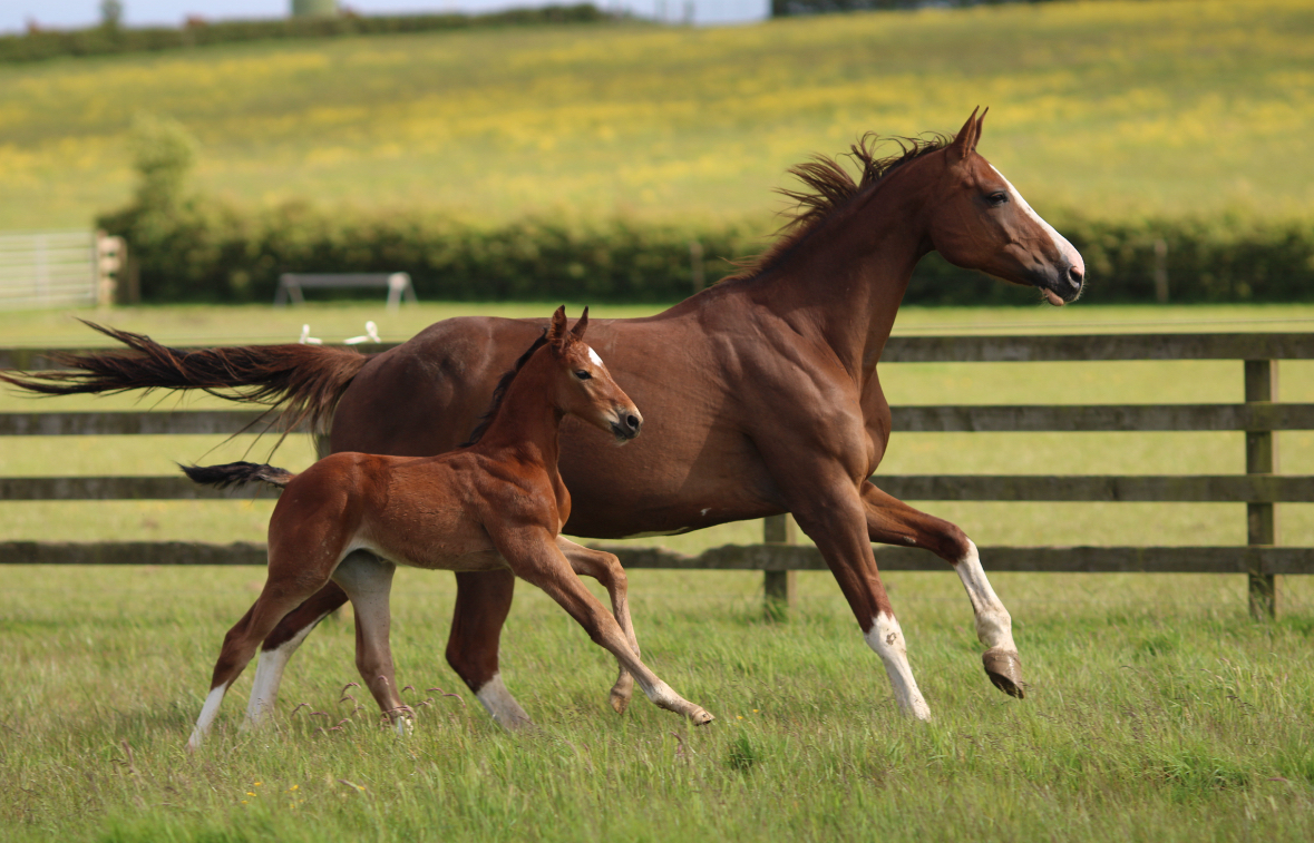 Breeding Young Horses | Aloga Stables