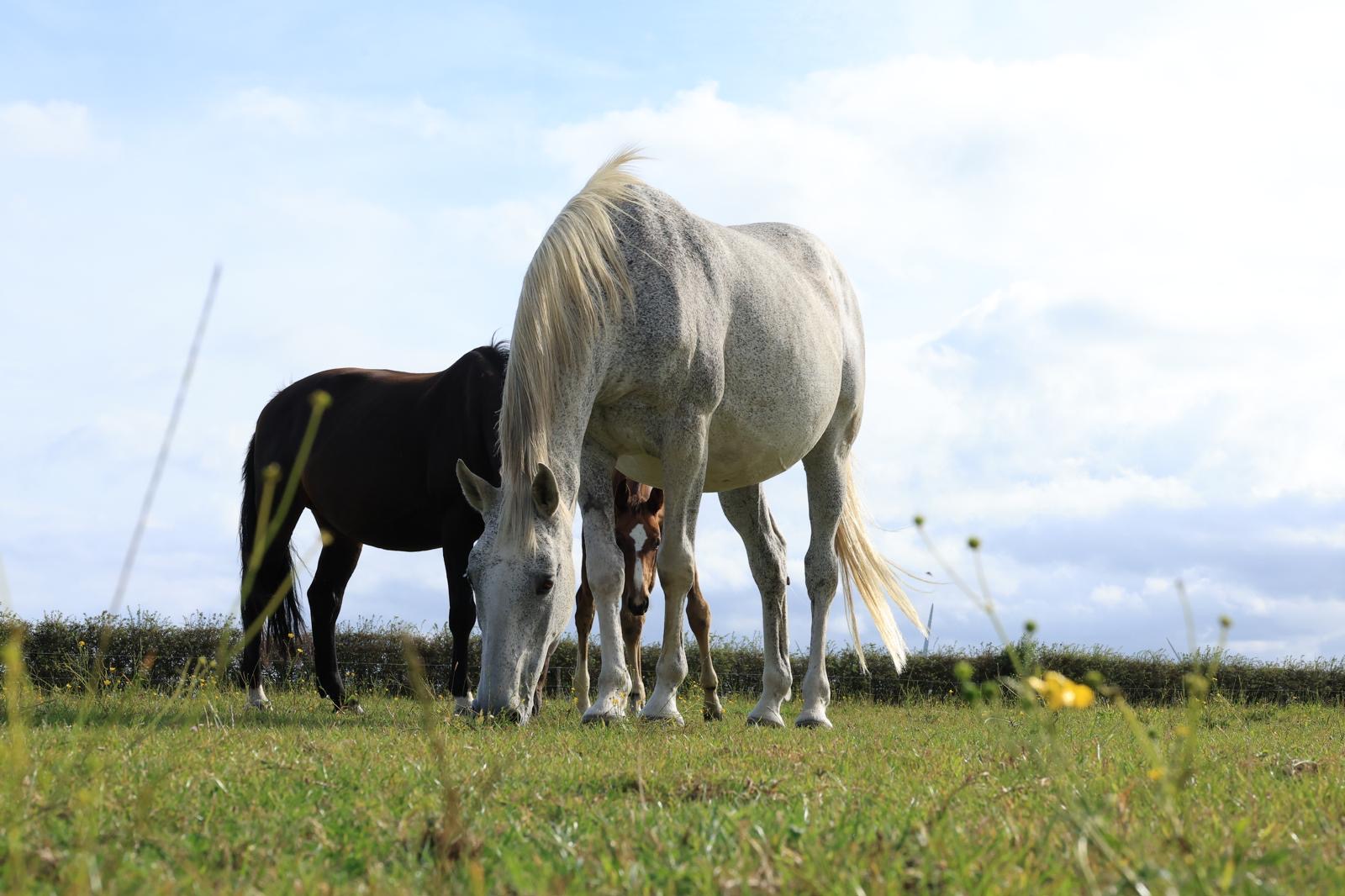 Breeding Young Horses | Aloga Stables